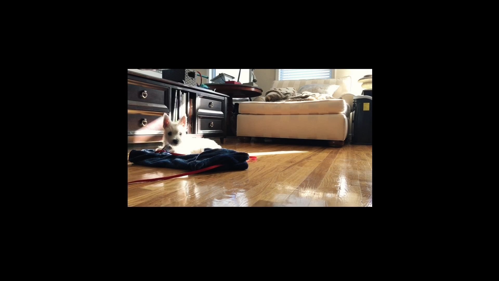 Schmedly’s Dog Day Afternoon on Vimeo