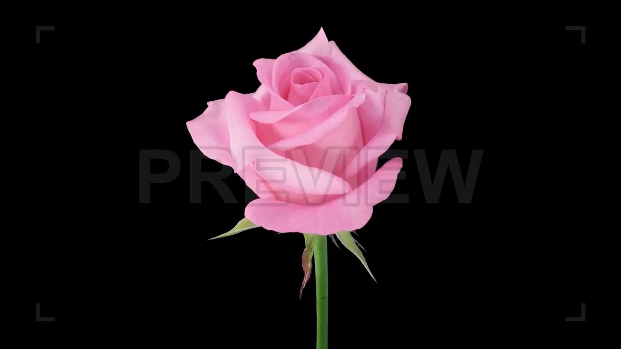 Pink "Blushing Akito" Rose Opens Stock Video on Vimeo