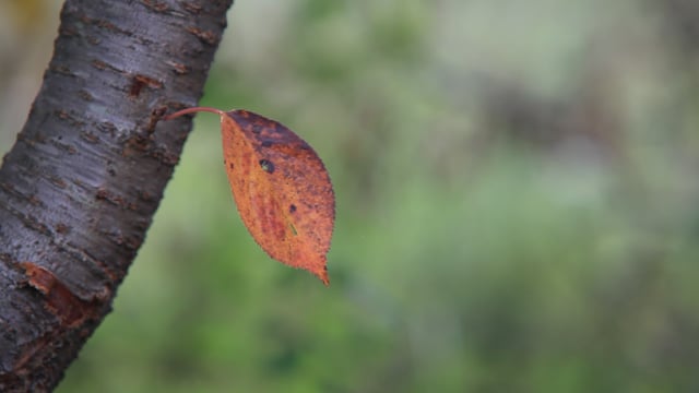 Autumn Leaves One Leaf - Free video on Pixabay