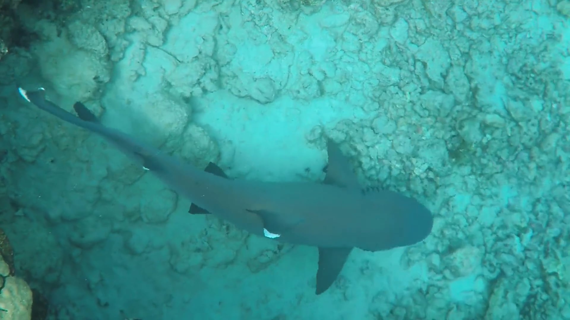 White Tip Reef Shark Encounter and Moray Eel Nose Boop at Kealakekua ...