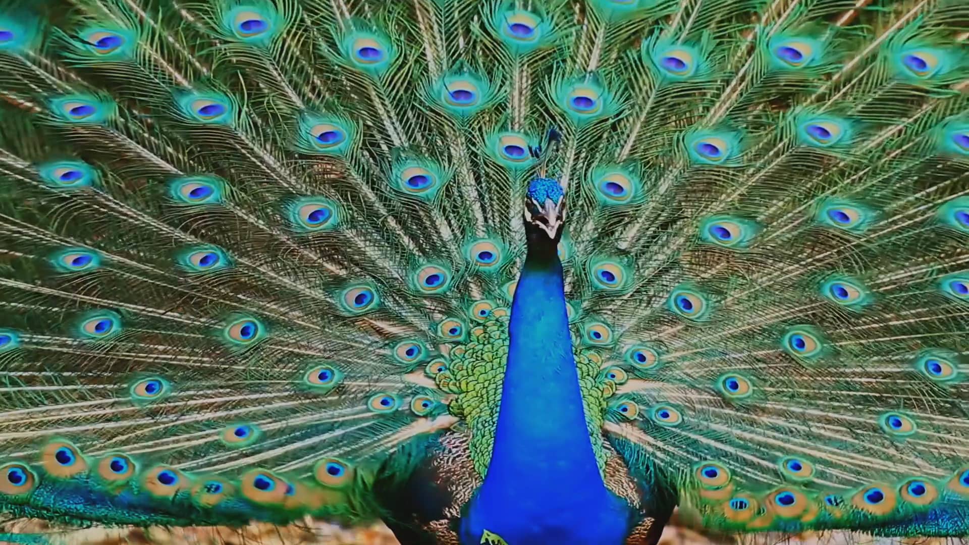 Zoofari Eps 104 on Vimeo