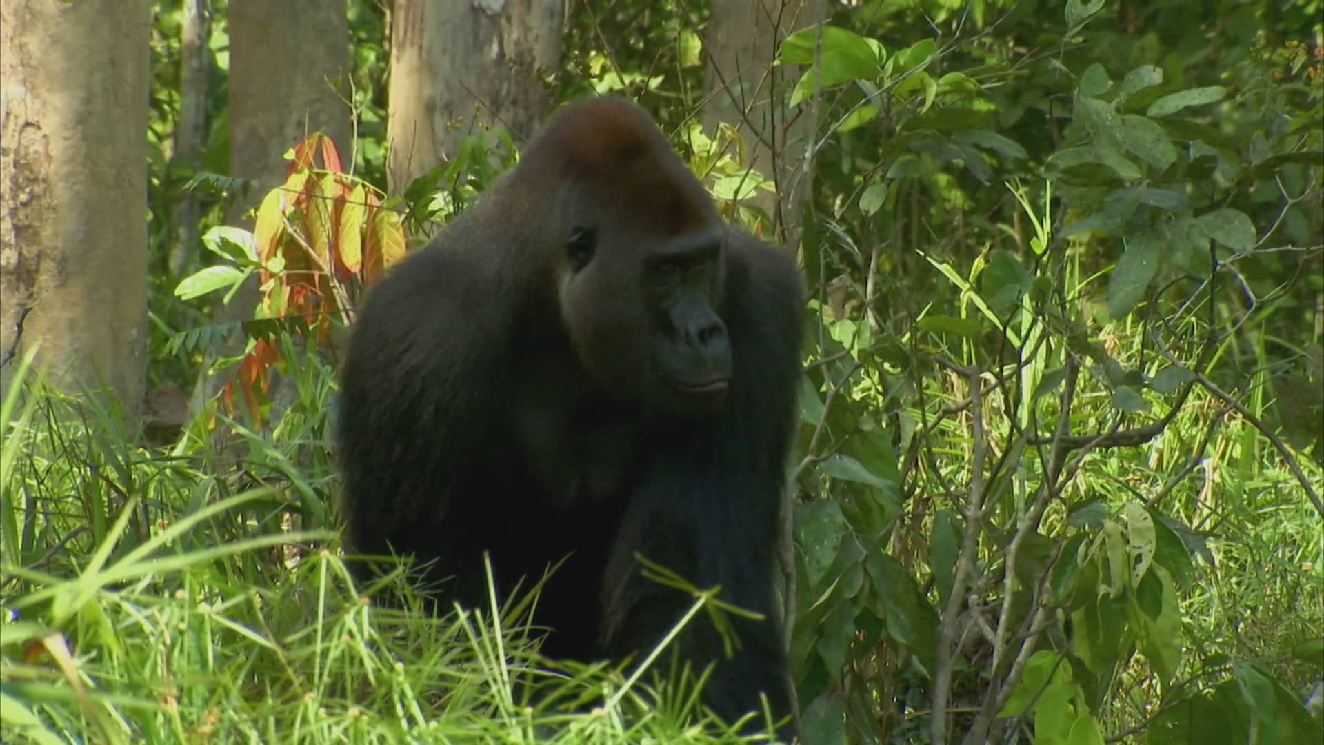 Zoofari Eps 106 on Vimeo