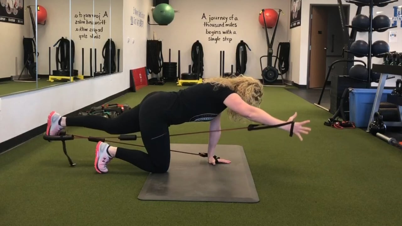 Banded Bird Dog on Vimeo