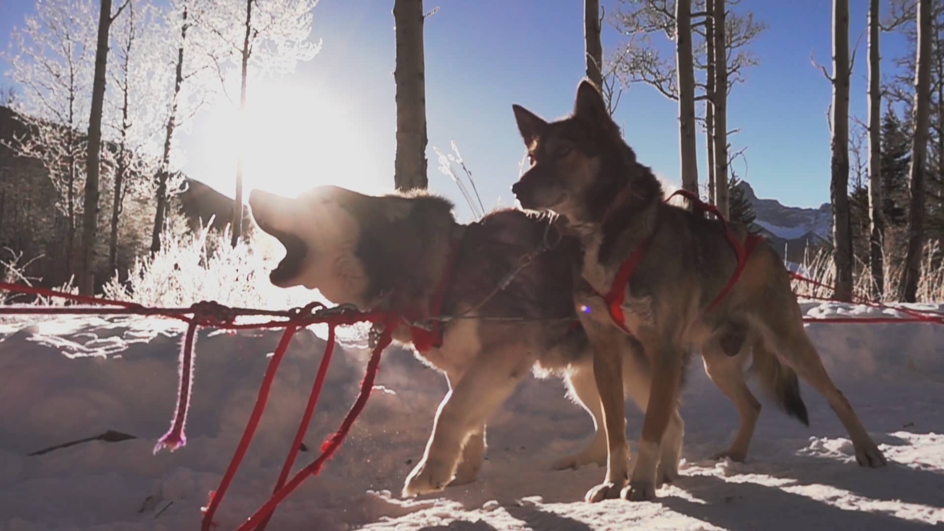 Zoofari Eps 111 on Vimeo