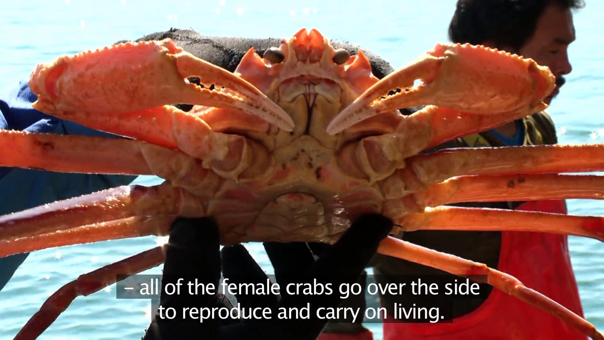 Snow crab risotto by Chris Coubrough on Vimeo