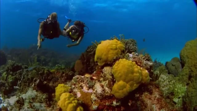 Scuba Diving - 699 copy.mp4 on Vimeo