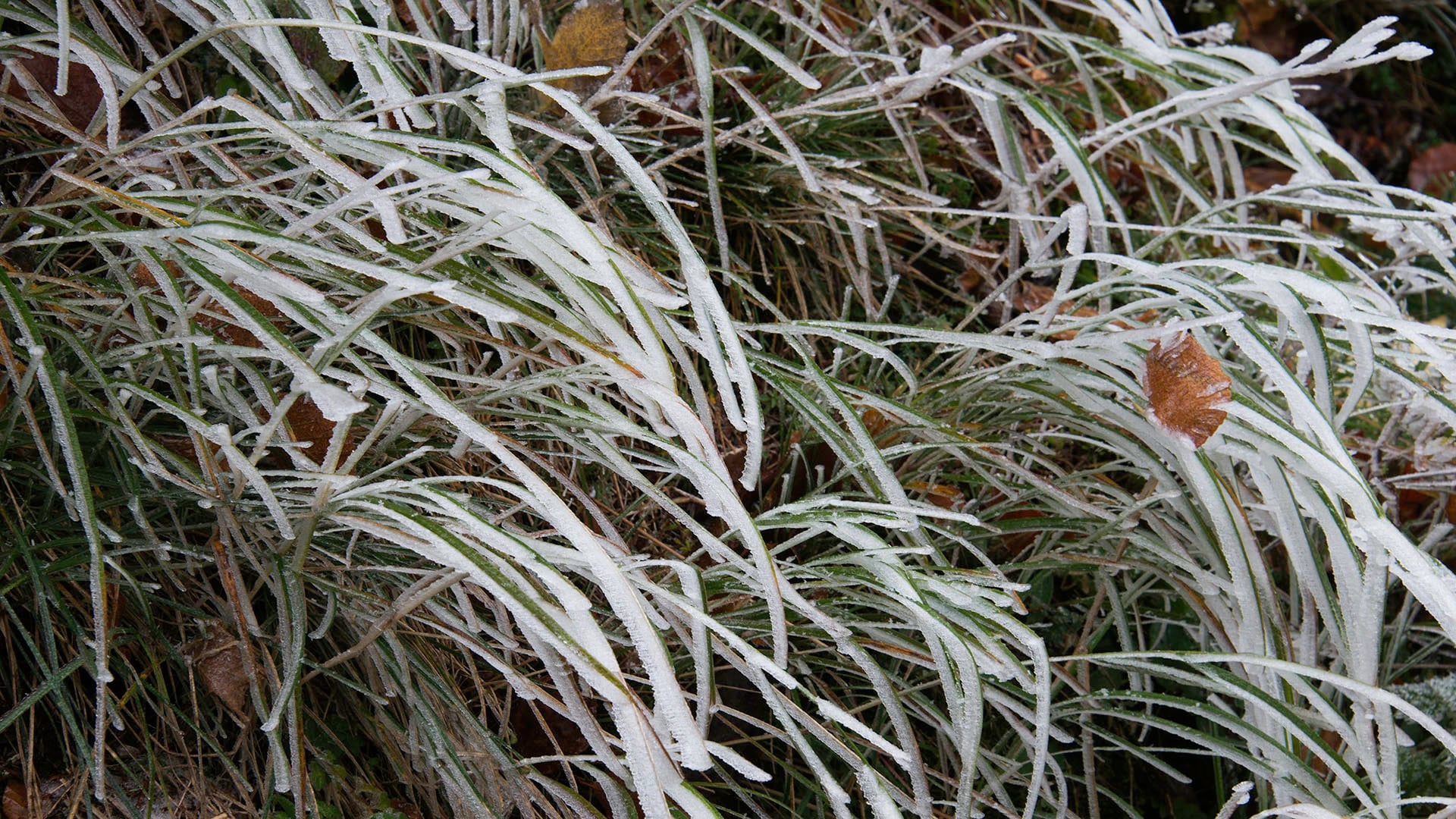 "Frimas au col du coq" : montage réalisé par Jean Charles Demeure et ...