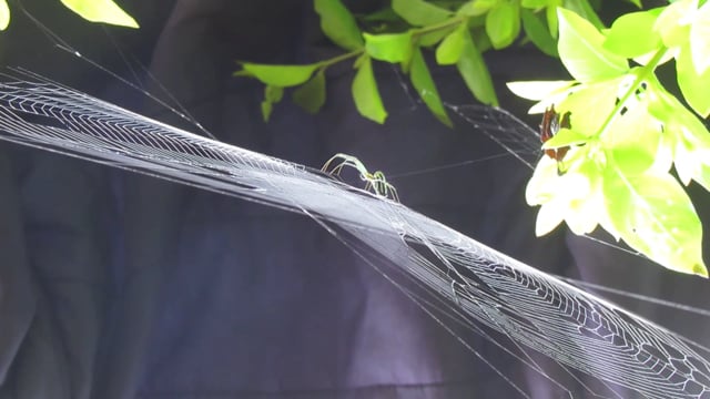 Insect Arachnid Web - Free video on Pixabay