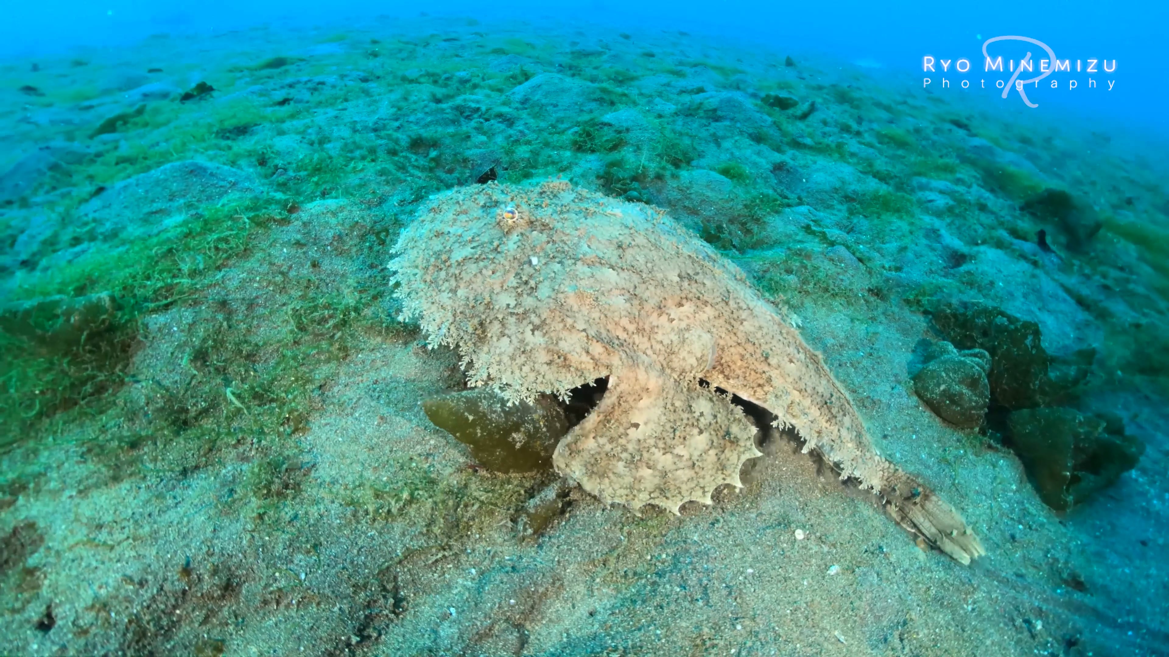 Walking Goosefish (Lophiomus setigerus) by INON UFL-G140 SD + GoPro ...