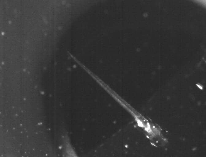 Looming object escape response during calcium imaging on Vimeo