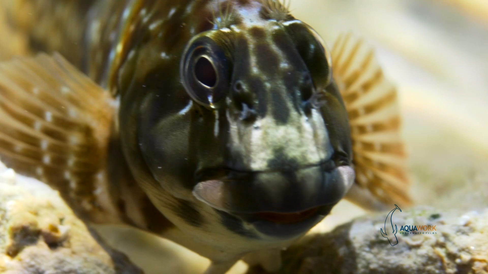 The rock-pool blenny (Parablennius parvicornis) on Vimeo