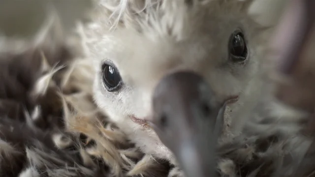 Albatross Bird Plastic