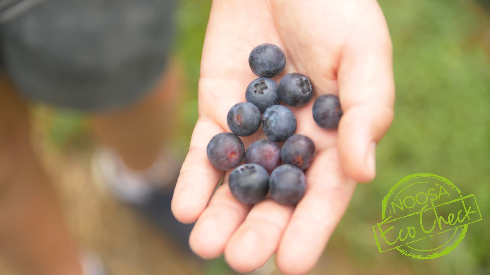 NOOSA ECO CHECK 2.0 - Slow Food and Cooloola Berries on Vimeo
