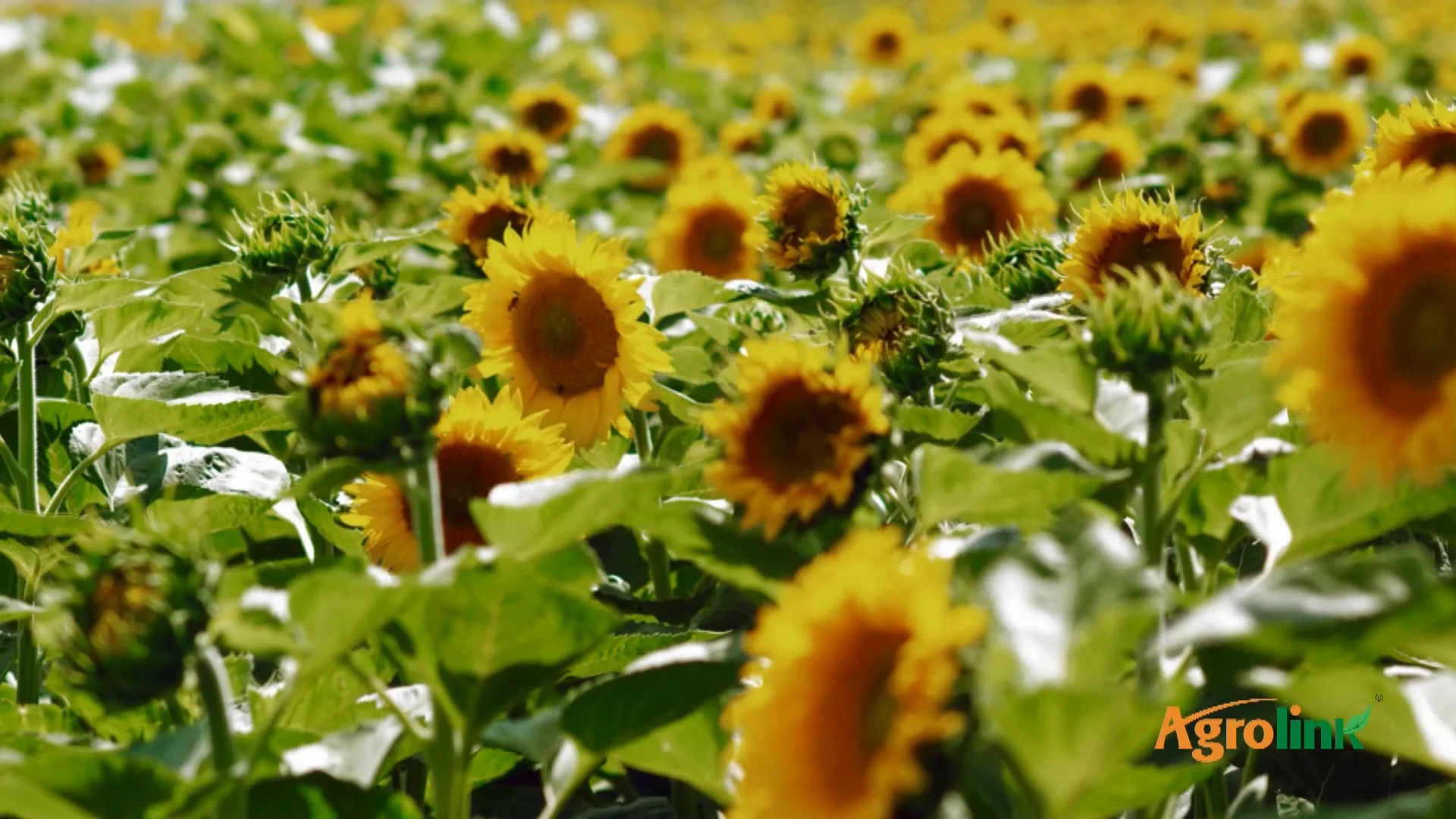 Agrolink -humic acid series fertilizer factory on Vimeo