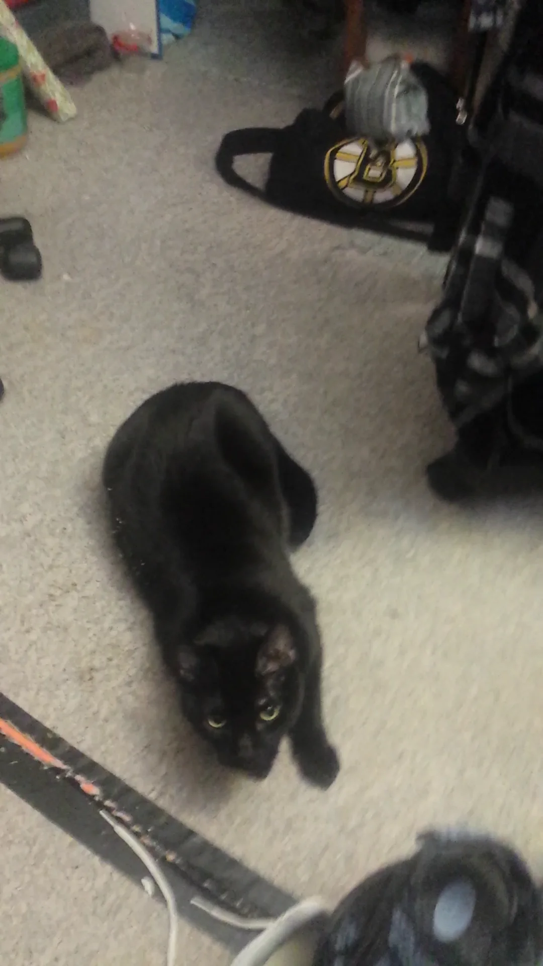 Stoned Kitty on Vimeo