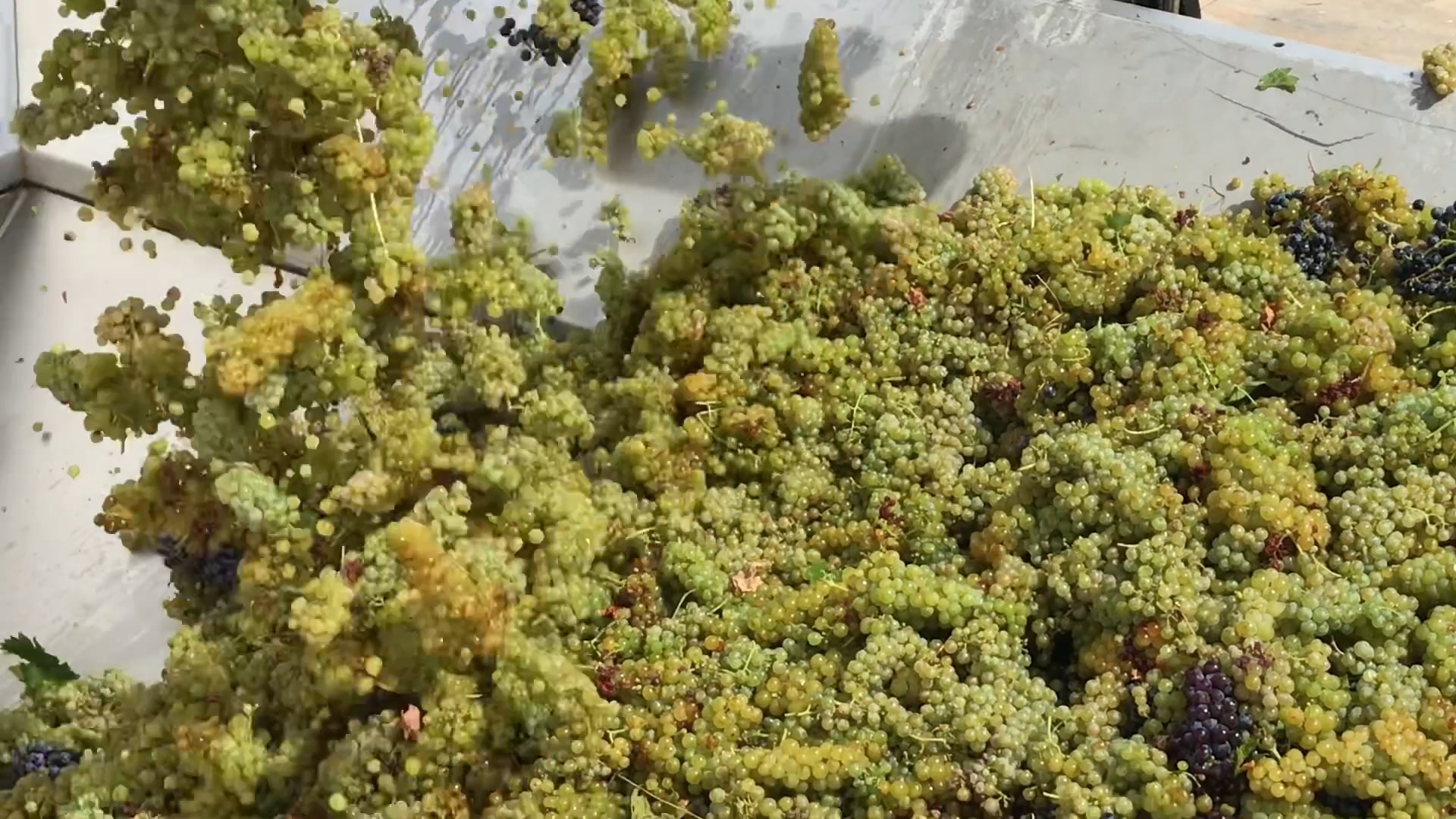 Michael Hall Wines - Stonegarden receival bin on Vimeo