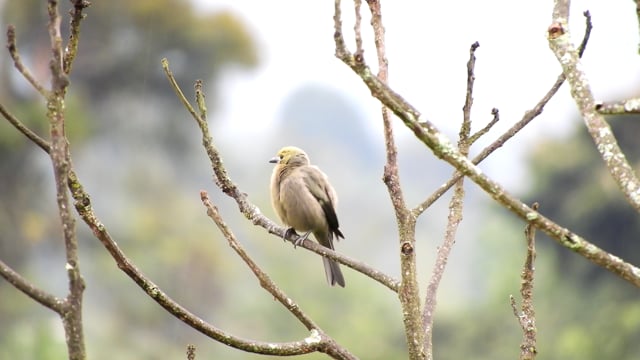 Ave Pajaro Naturaleza - Free video on Pixabay - Pixabay