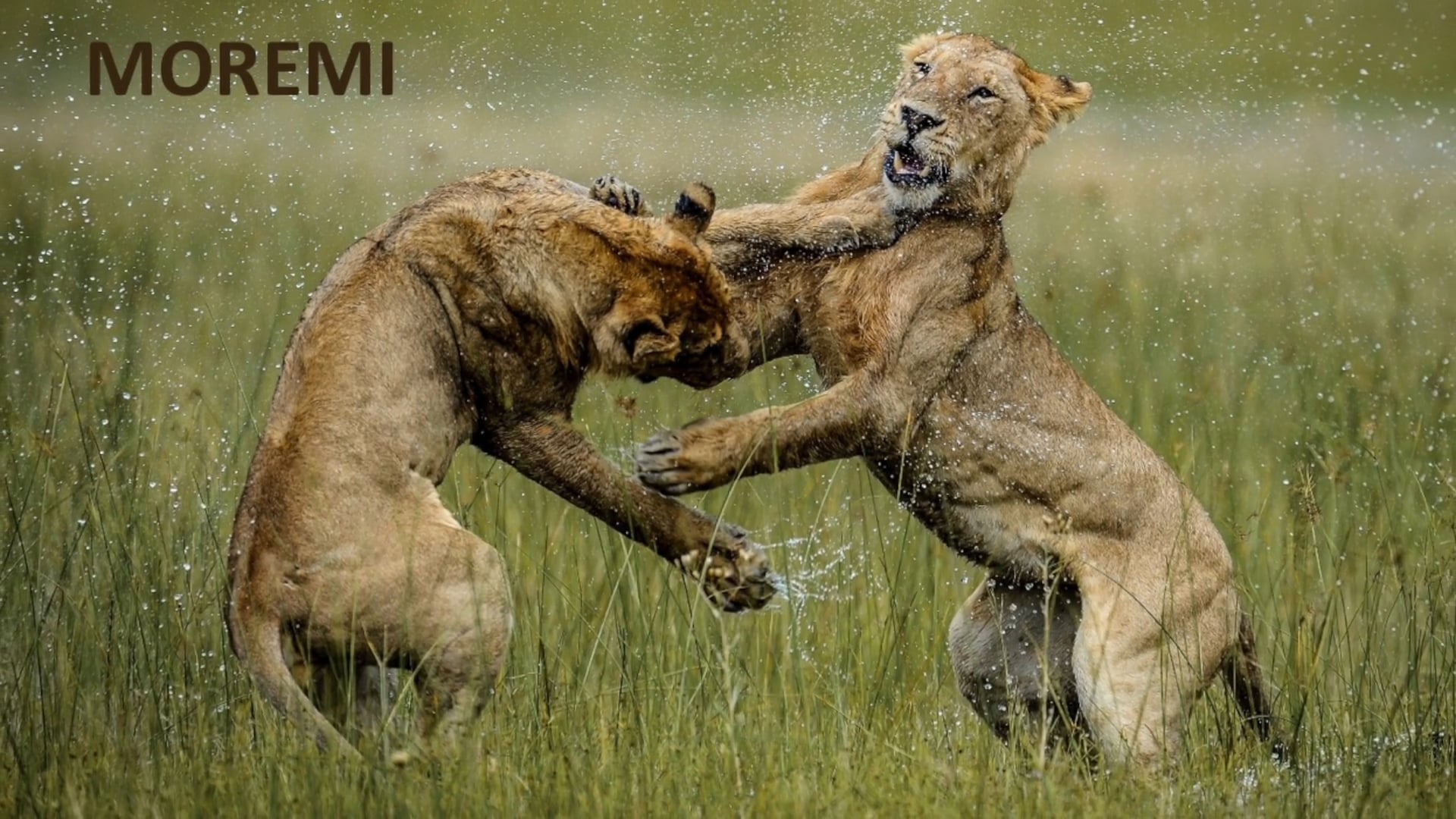 Moremi | Videos & Movies on Vimeo