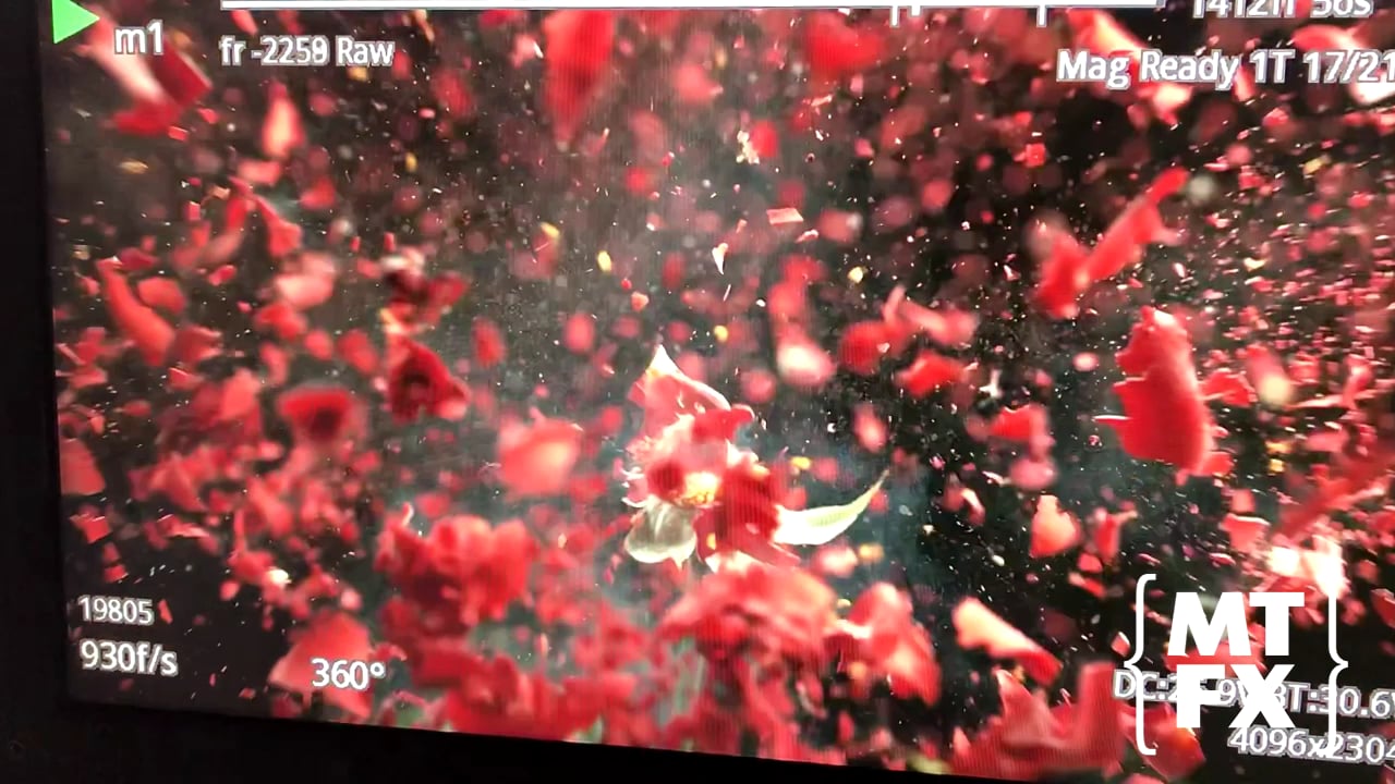 Explosive Roses - Slow motion on Vimeo