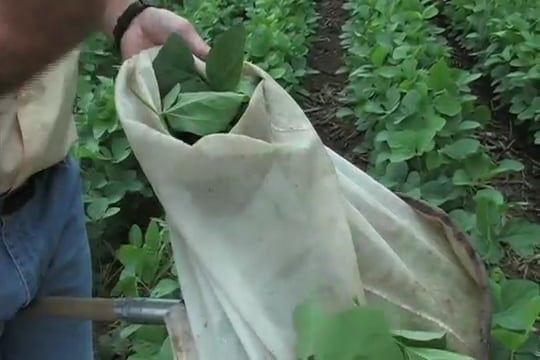 Soybean and Insect Sampling with a Sweep Net -- Tennessee Soybeans on Vimeo