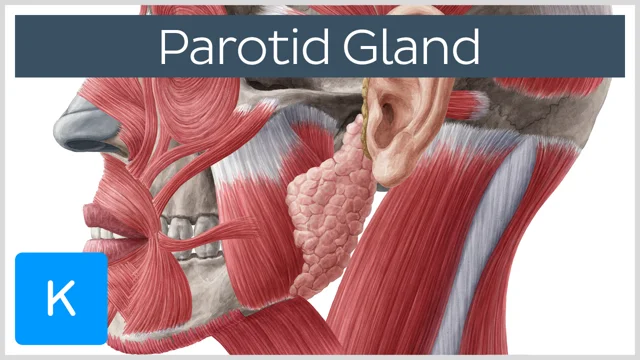 Parotid Gland Anatomy