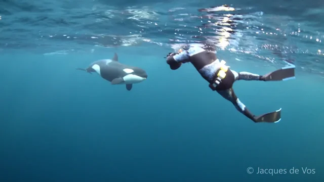 Scuba Diving With Orcas