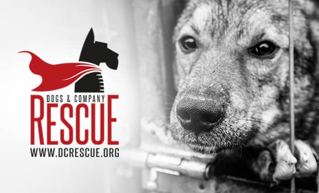 Dogs & Company Rescue ASBL on Vimeo