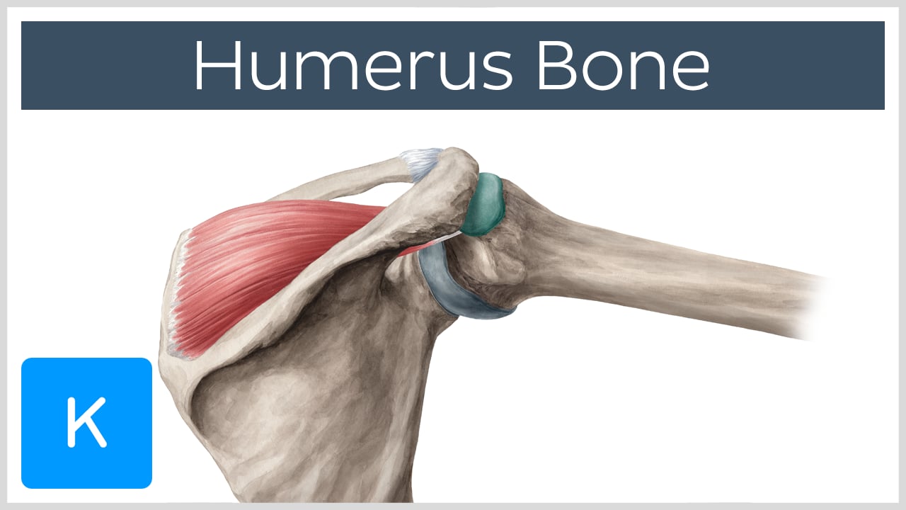 Greater Tubercle Of Humerus