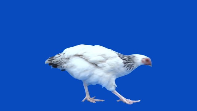 1+ Free White Chicks & Chicken Videos, HD & 4K Clips - Pixabay
