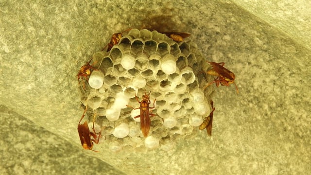 Insects Hive Wasps - Free video on Pixabay