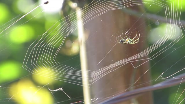 Arachnid Weaver Web - Free video on Pixabay