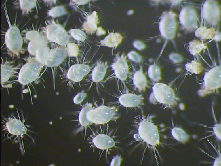 Blomia tropicalis on Vimeo