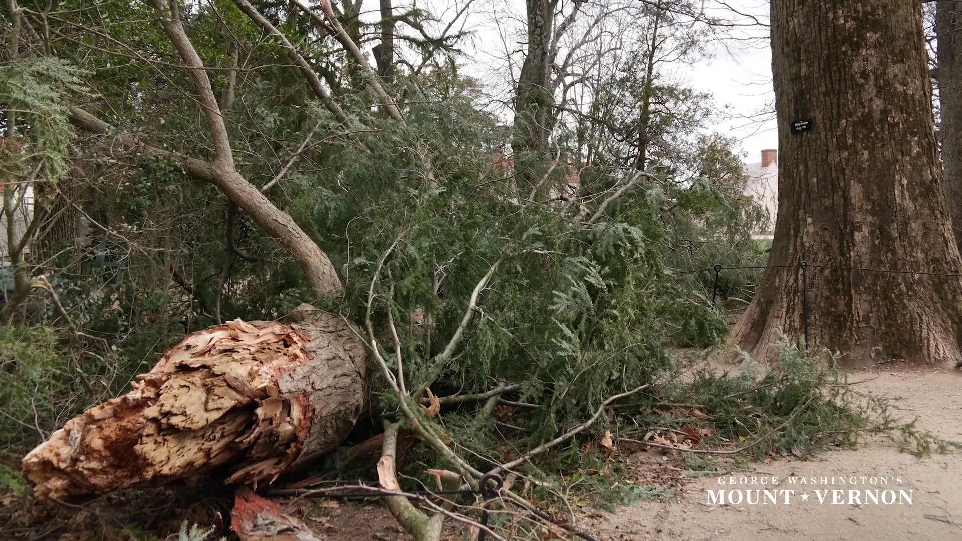 Fallen Hemlock Tree at Mount Vernon