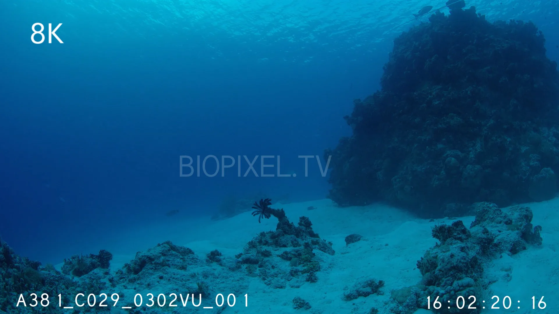 Coral Reefs - Grey reef sharks in coral sea 8K on Vimeo