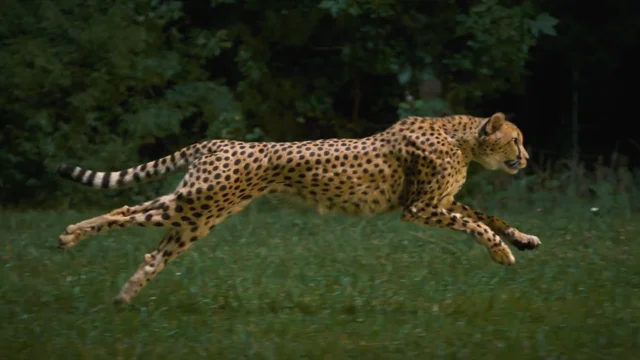 Cheetah Running Slow Motion