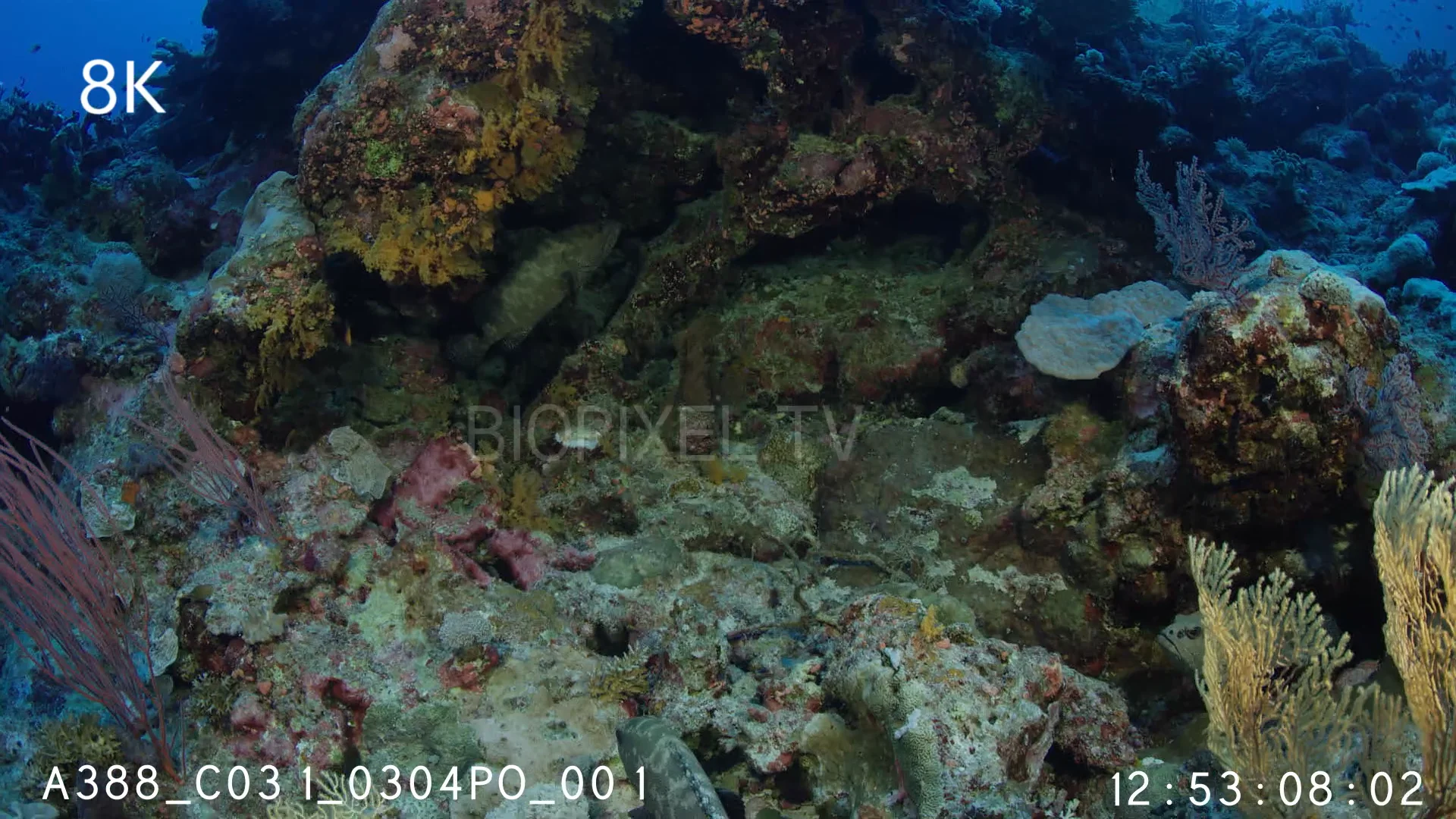4K Fish School - Reef cod spawning aggregation Coral Sea 8K on Vimeo