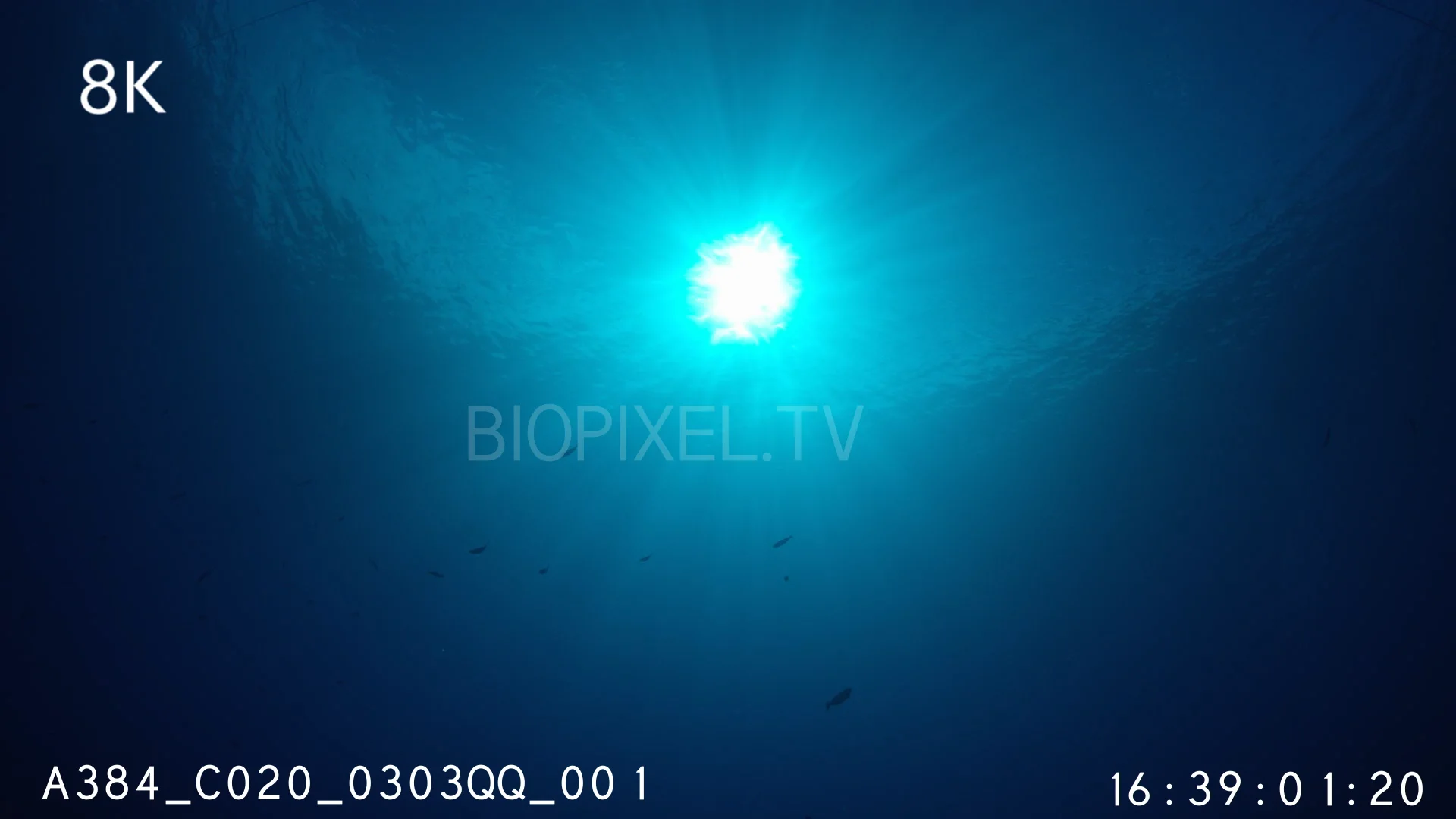 Tourism - Looking up at sun through water 8K on Vimeo