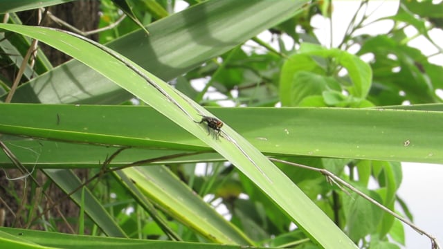 Nature Sheets Insect - Free video on Pixabay