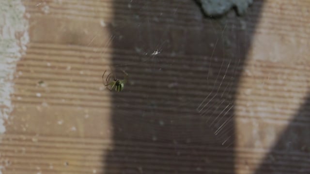 Spider Weaver Insect - Free video on Pixabay