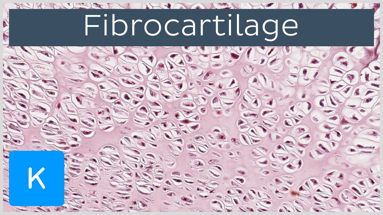 Connective Tissue Cartilage Fibrocartilage