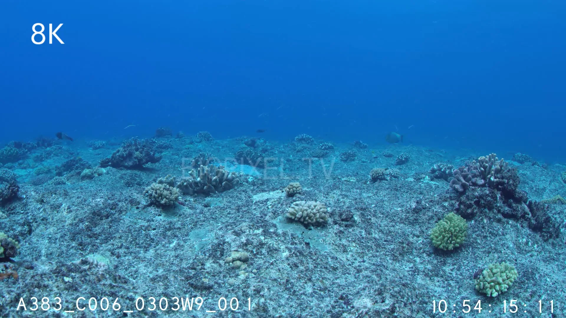 Coral Reefs - Barren reef top windward side of reef 8K on Vimeo
