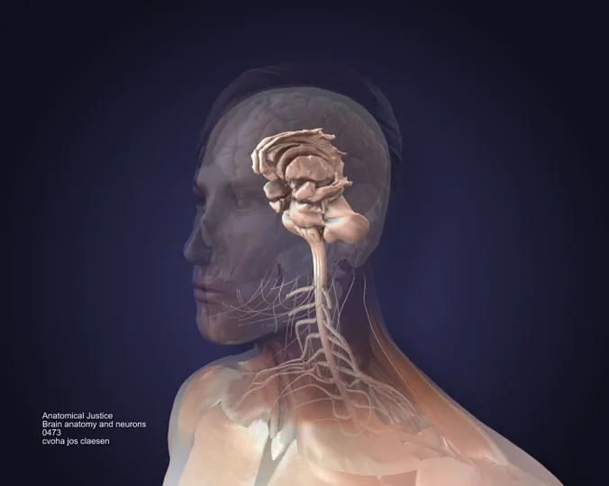 Neurological Anatomy Animation on Vimeo