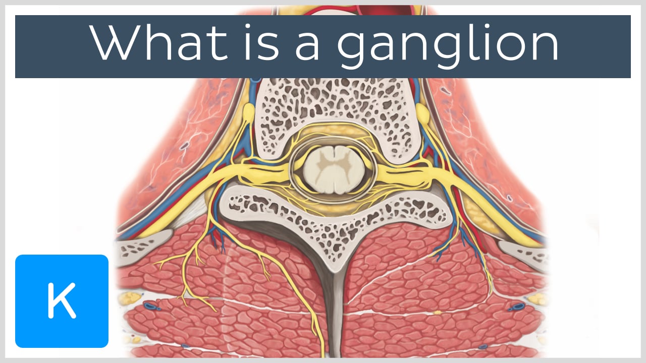 Parasympathetic Ganglion Histology
