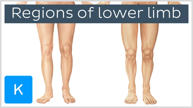 Lower Limb Anatomy