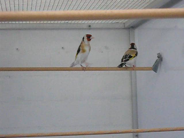 Distelvinken, Carduelis, Siberische putter, Chardonneret, Major ...