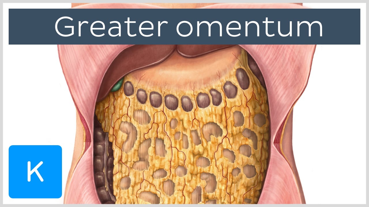 Cat Dissection Greater Omentum
