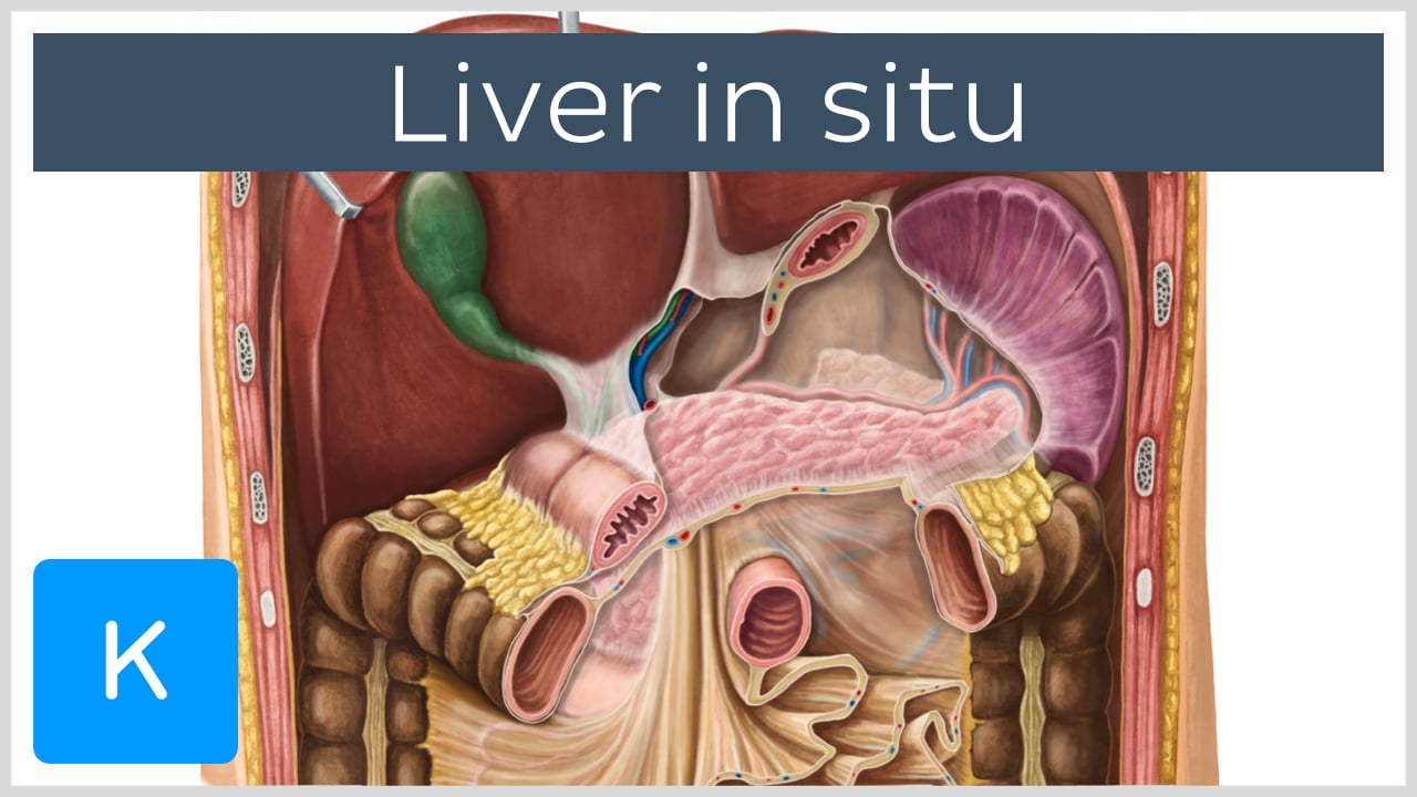 Human Liver Diagram Human Body