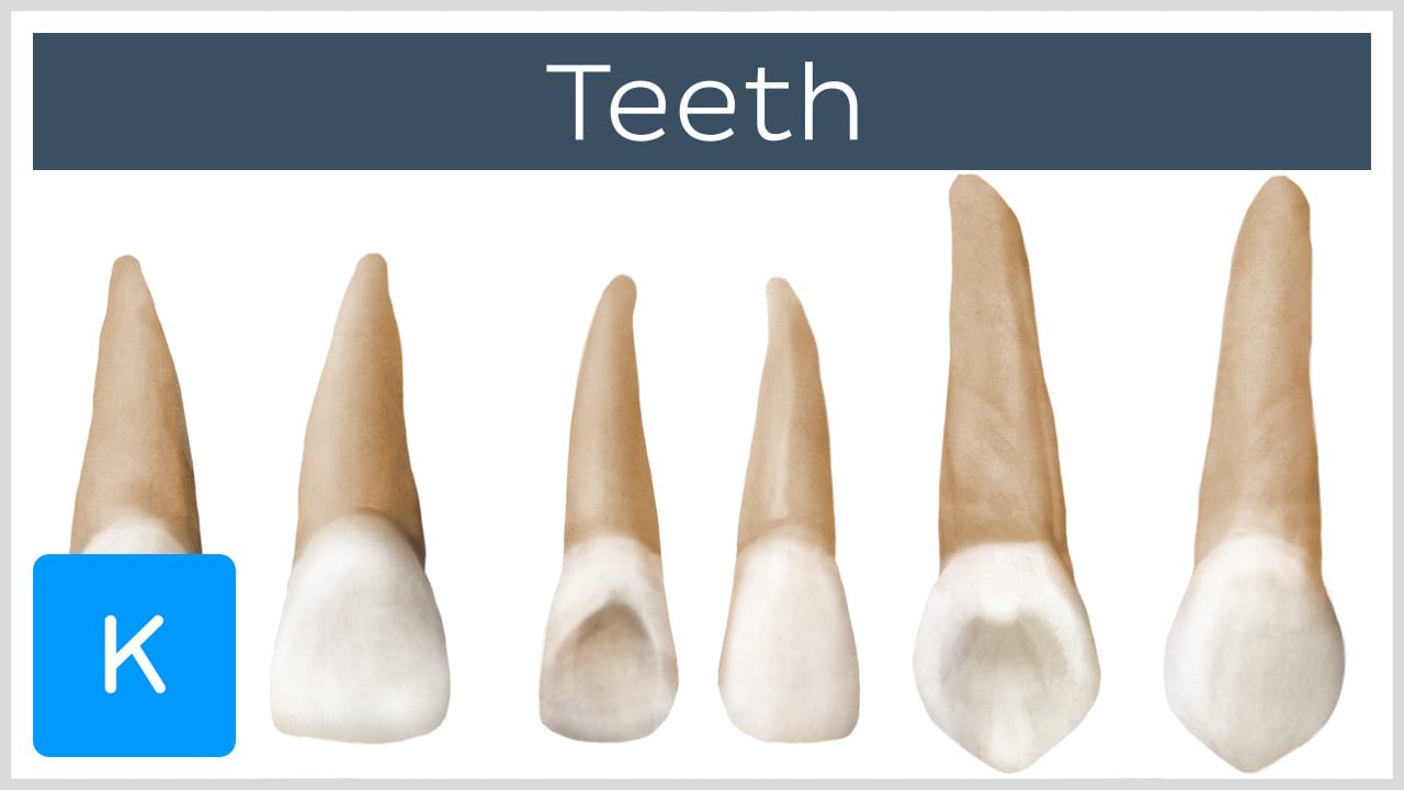 Teeth Anatomy Canine