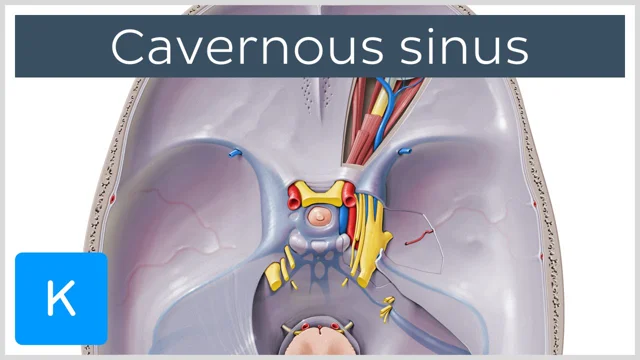 Cavernous Sinus Anatomy