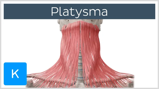 Platysma Origin And Insertion